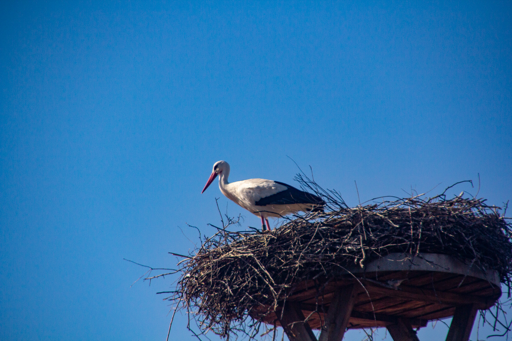 Unsere Störche - Der Heinershof